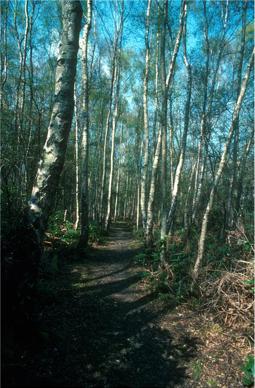 Clamp Rough & Gallows Grove - Woodland Trust