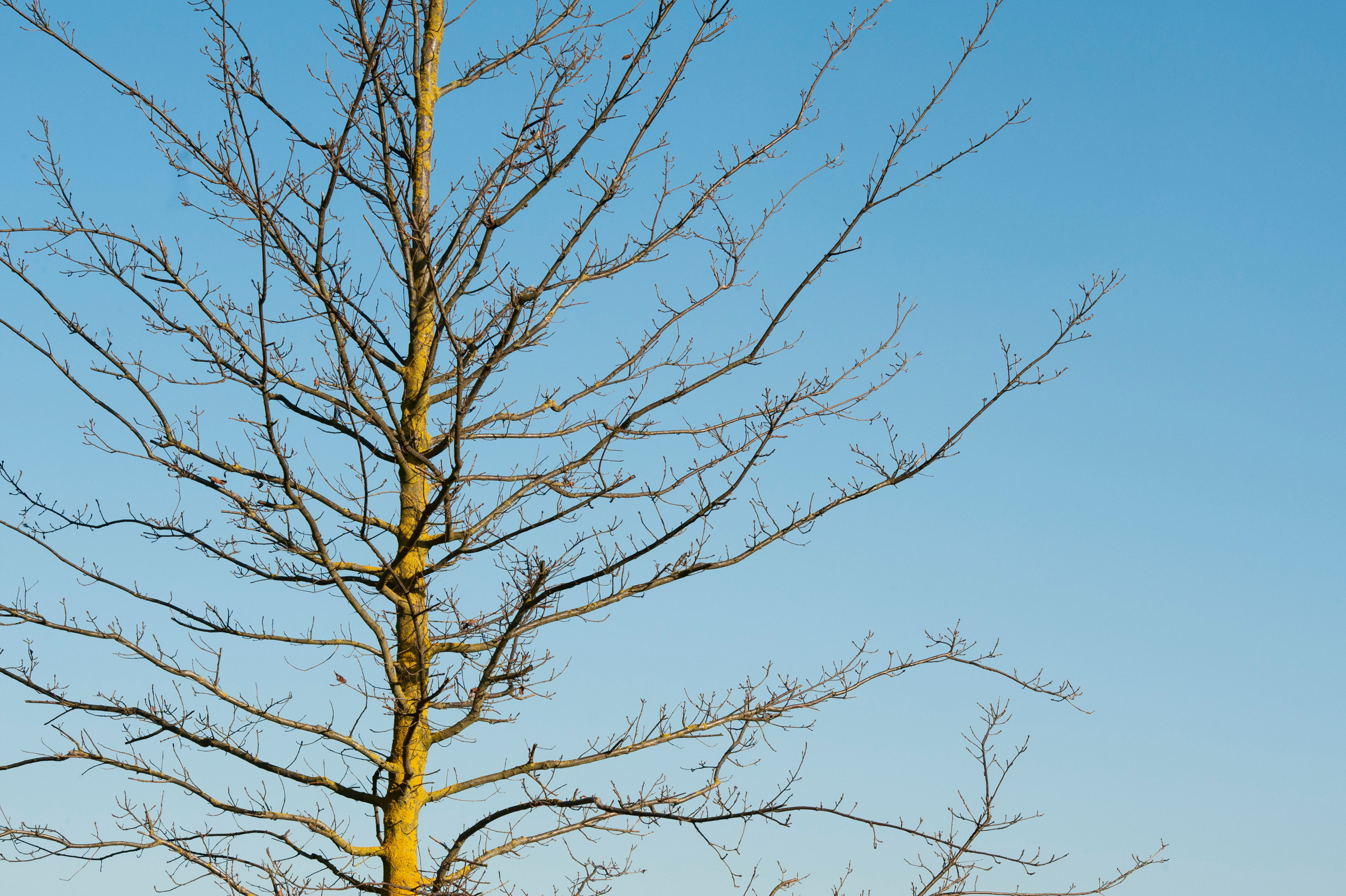 Turkey Oak (Quercus cerris) - British Trees - Woodland Trust