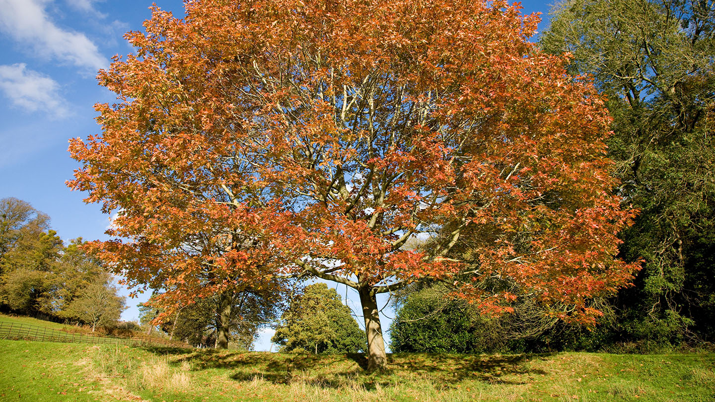 Turkey Oak (Quercus cerris) - British Trees - Woodland Trust