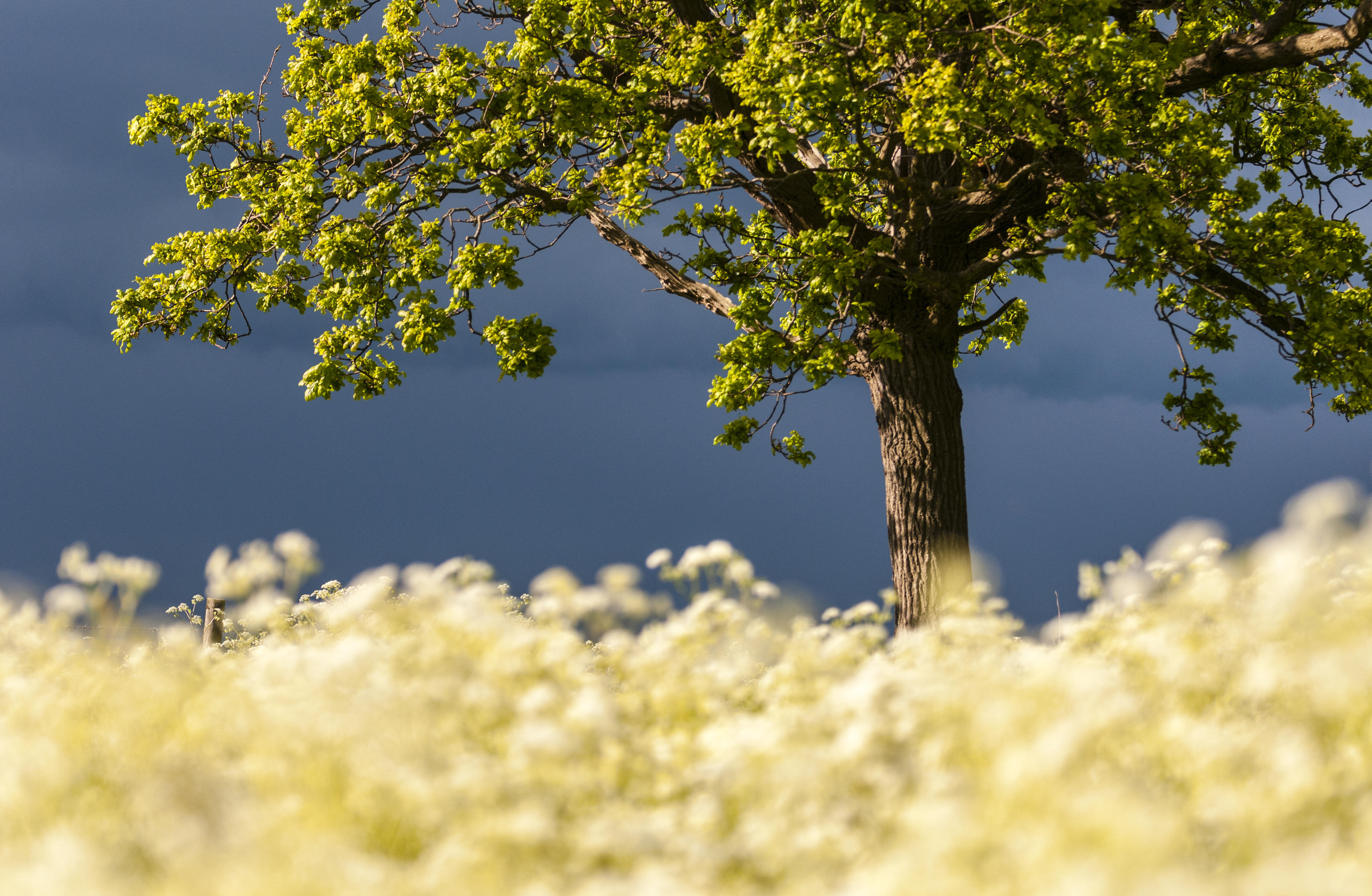 Turkey Oak (Quercus cerris) - British Trees - Woodland Trust