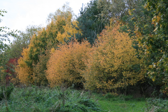 Gault Wood - Woodland Trust