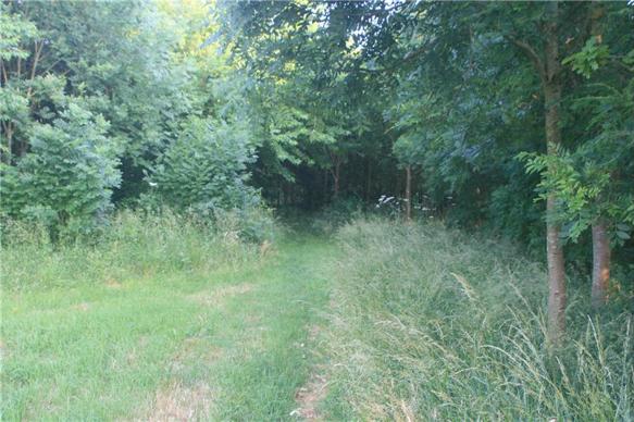 Gault Wood - Woodland Trust