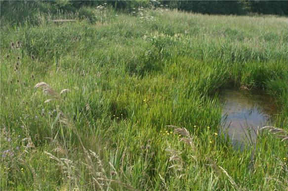 Gault Wood - Woodland Trust