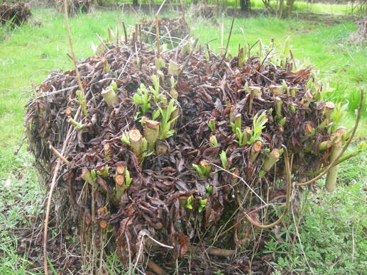 Gault Wood - Woodland Trust