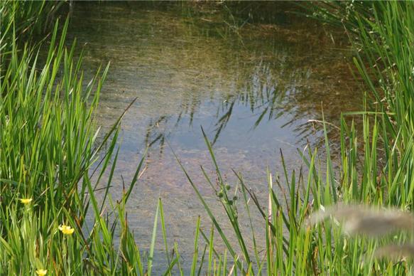 Gault Wood - Woodland Trust