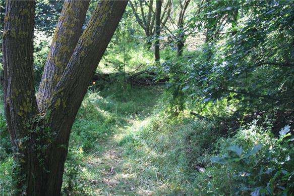 Gault Wood - Woodland Trust