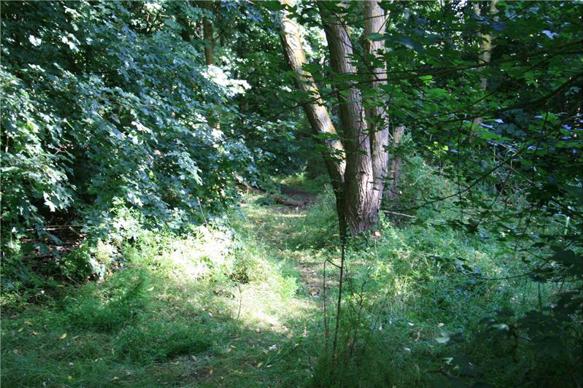 Gault Wood - Woodland Trust