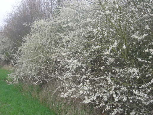 Gault Wood - Woodland Trust