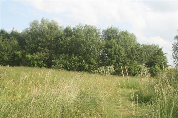 Gault Wood - Woodland Trust