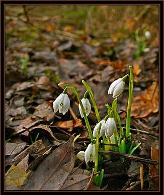 Gault Wood - Woodland Trust