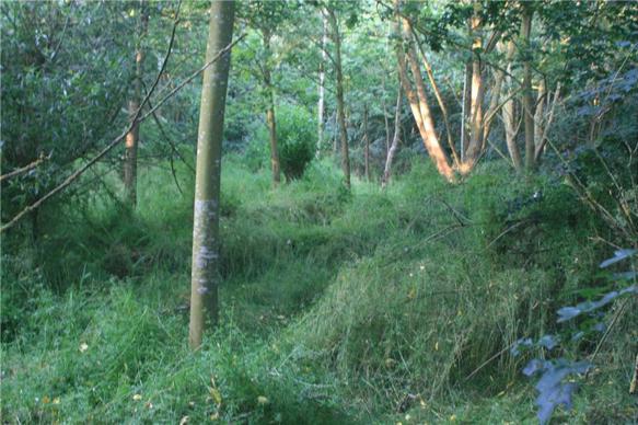 Gault Wood - Woodland Trust