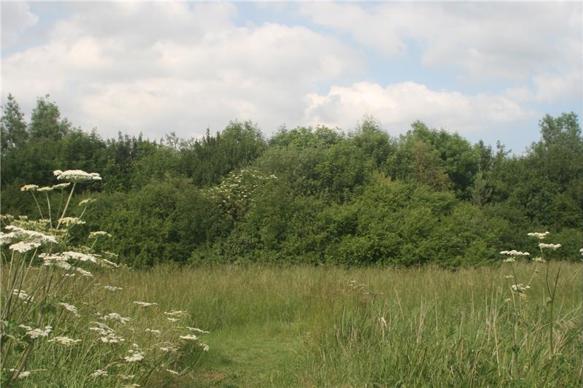 Gault Wood - Woodland Trust