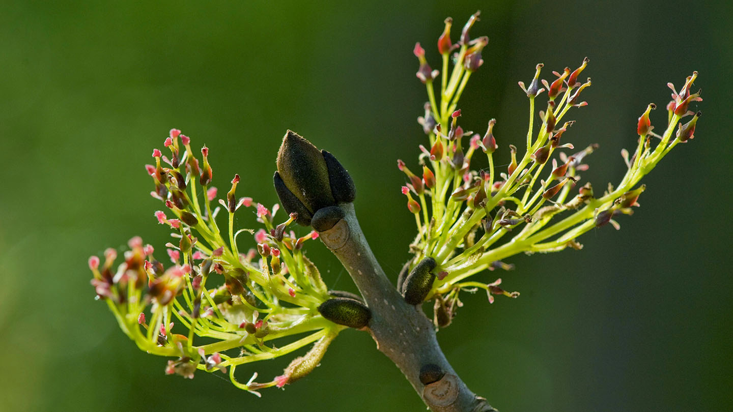 Ash (Fraxinus excelsior) - British Trees - Woodland Trust