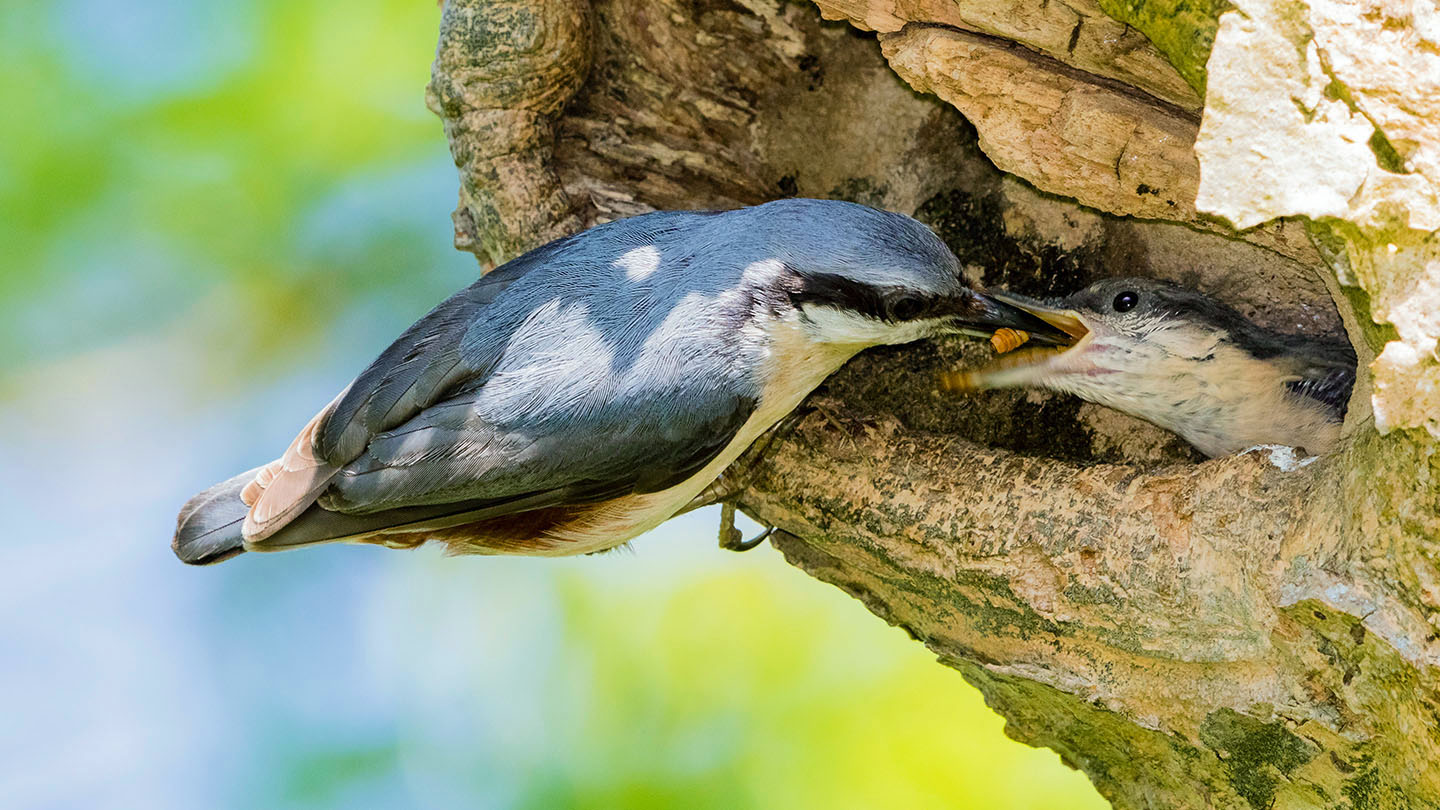 Ash (Fraxinus excelsior) - British Trees - Woodland Trust
