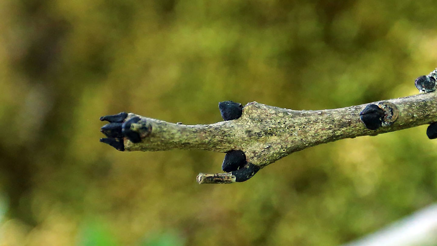 How to Identify Trees: A Simple Guide - Woodland Trust