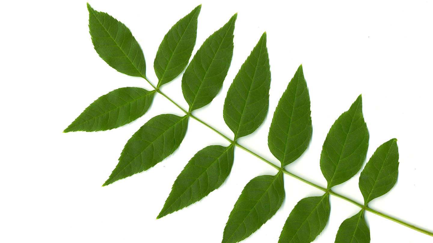 Ash (Fraxinus excelsior) - British Trees - Woodland Trust