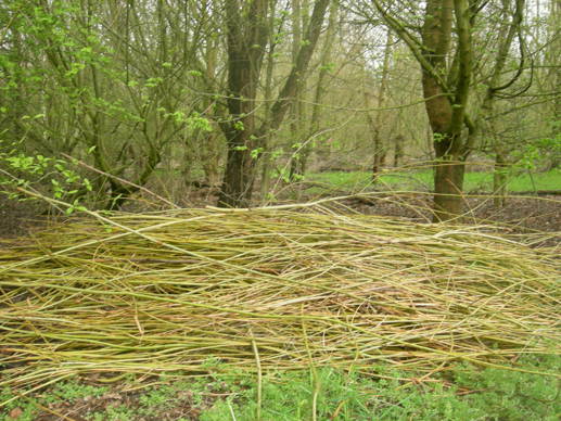 Gault Wood - Woodland Trust