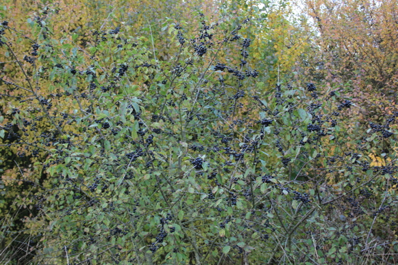 Gault Wood - Woodland Trust