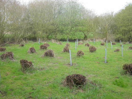 Gault Wood - Woodland Trust
