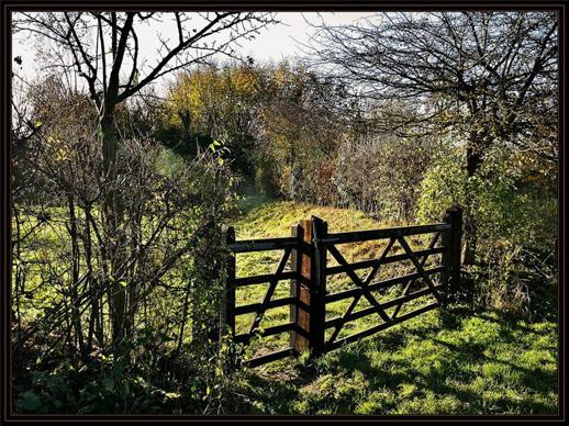 Gault Wood - Woodland Trust