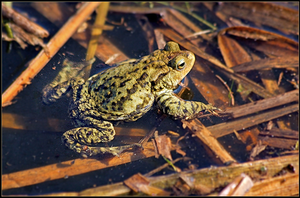 Gault Wood - Woodland Trust