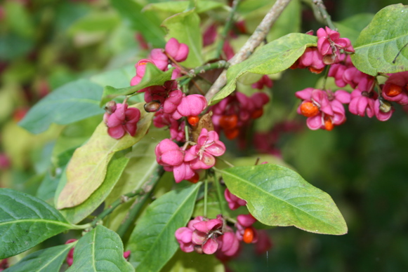 Gault Wood - Woodland Trust