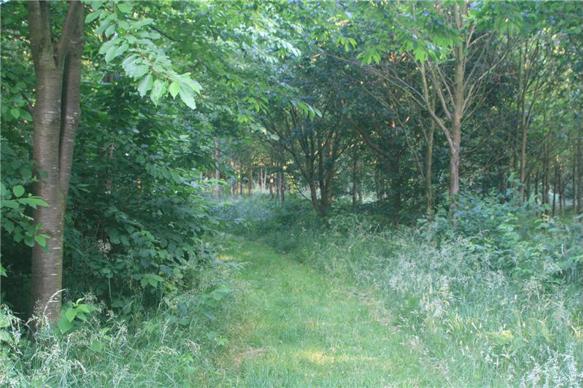 Gault Wood - Woodland Trust