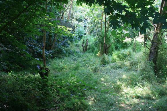 Gault Wood - Woodland Trust