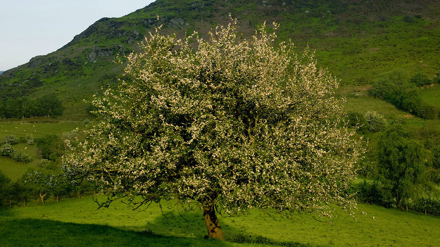 Crab Apple (Malus sylvestris) - British Trees - Woodland Trust