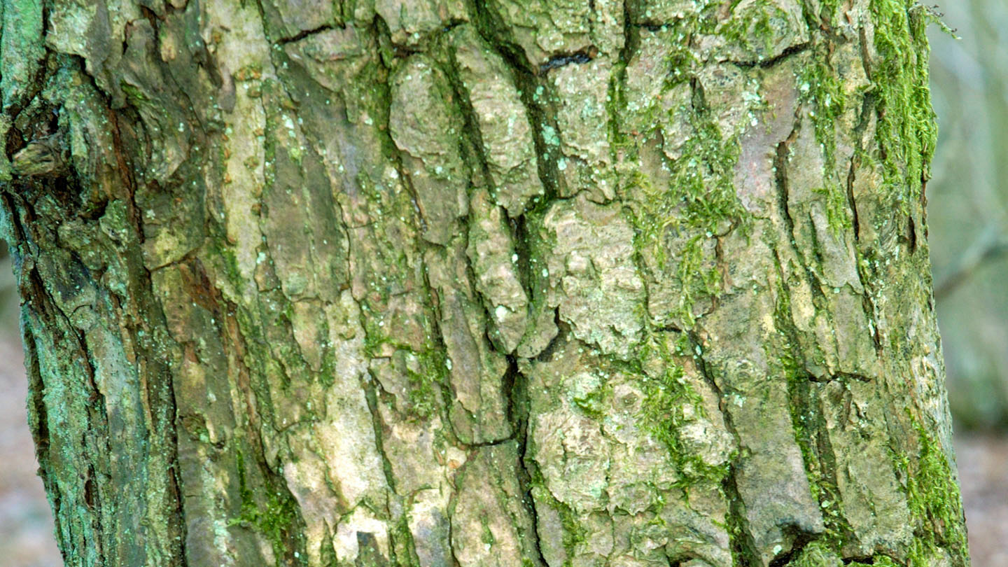 Crab Apple (Malus sylvestris) - British Trees - Woodland Trust