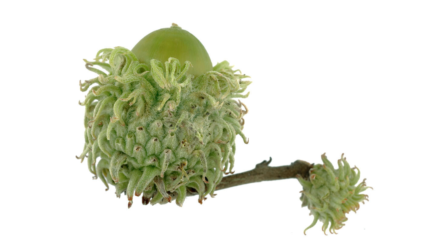 Turkey Oak (Quercus cerris) - British Trees - Woodland Trust