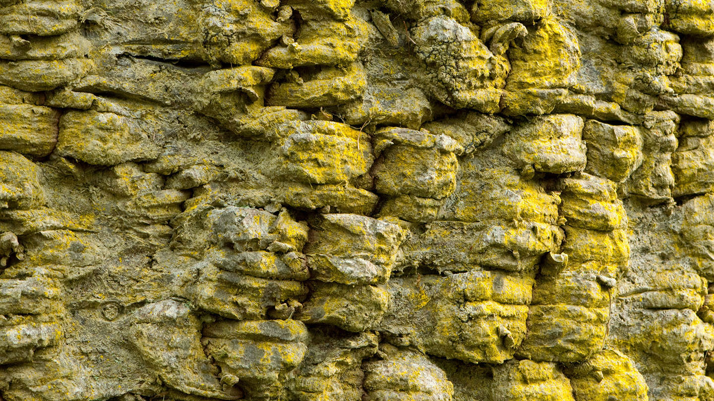 Monkey puzzle (Araucaria araucana) - Woodland Trust