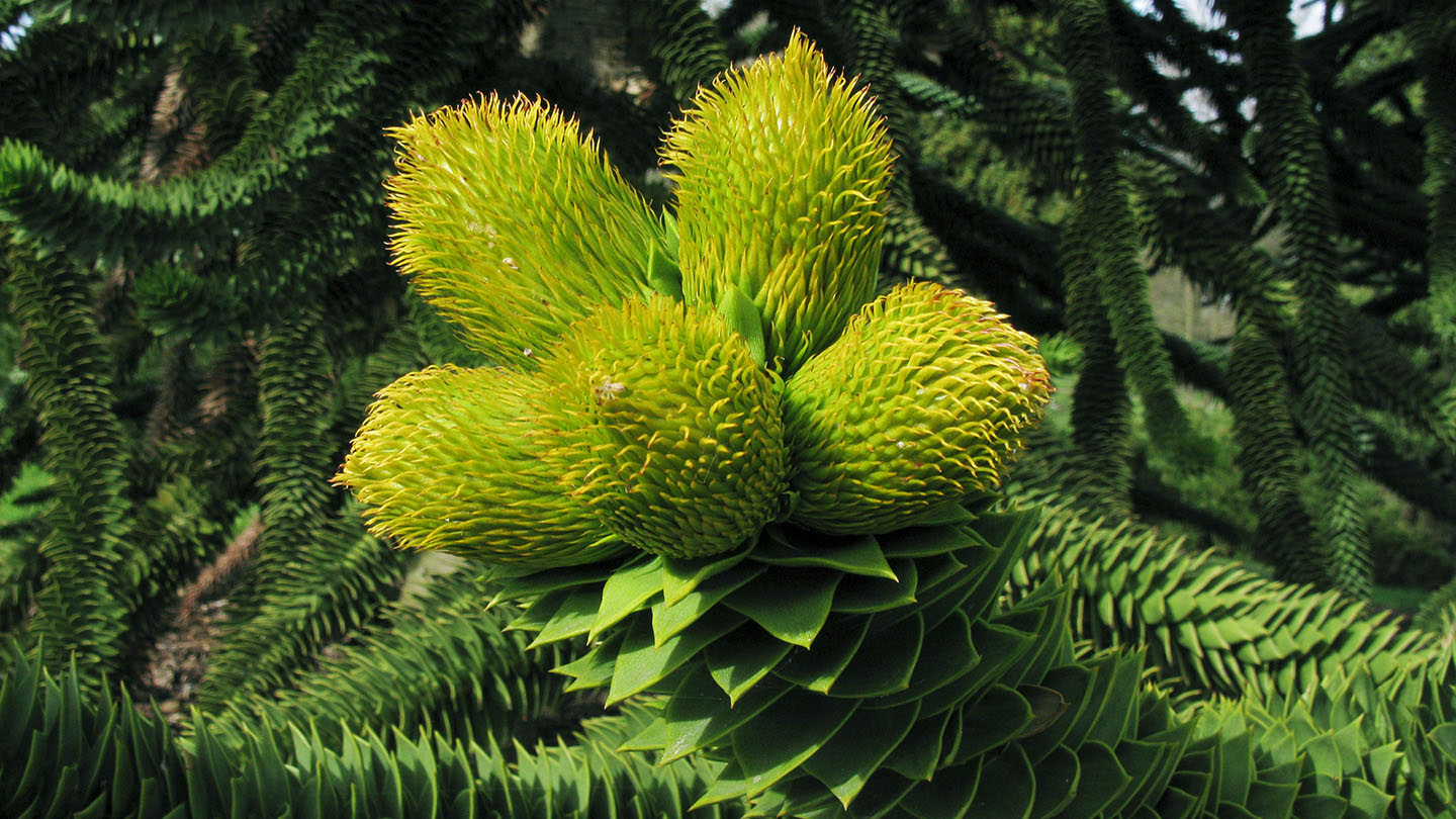 Monkey puzzle (Araucaria araucana) - Woodland Trust