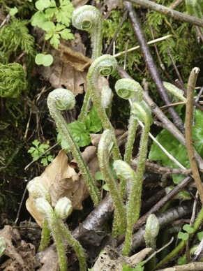 Sea Wood - Visiting Woods - Woodland Trust