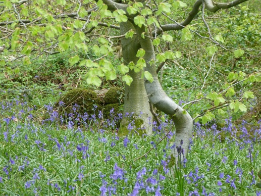 Sea Wood - Visiting Woods - Woodland Trust