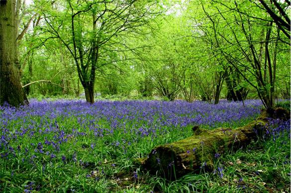 Hillhouse Wood - Woodland Trust