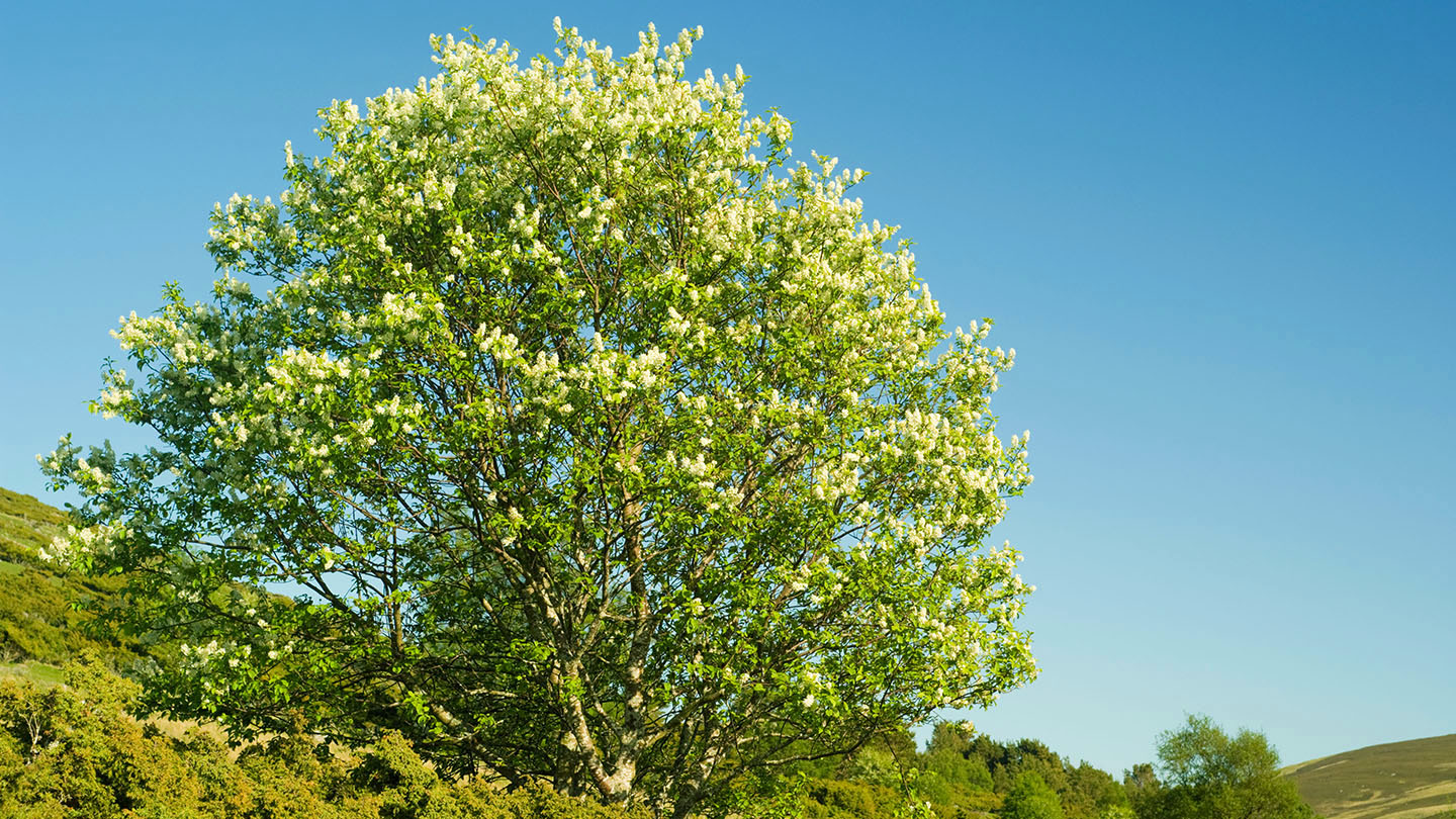 Bird Cherry (Prunus padus) - British Trees - Woodland Trust