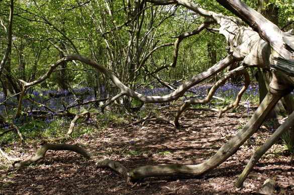 Hillhouse Wood - Woodland Trust
