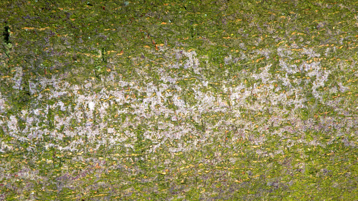 Bird Cherry (Prunus padus) - British Trees - Woodland Trust