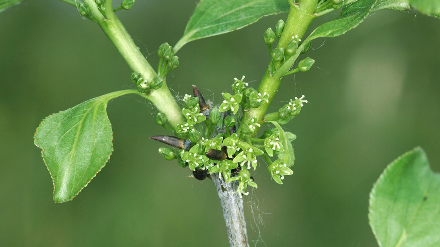 Purging Buckthorn (Rhamnus cathartica) - Woodland Trust