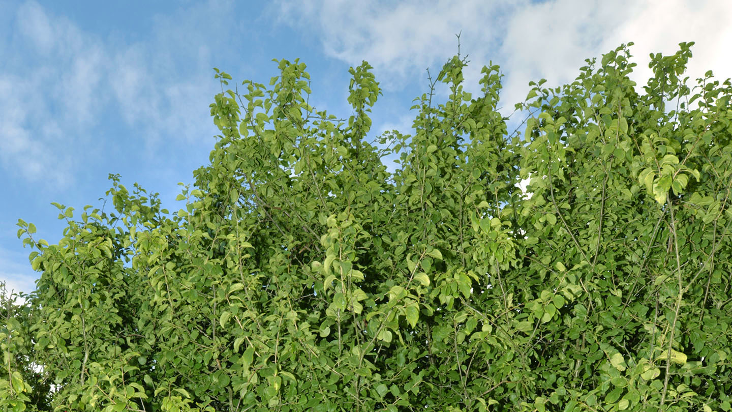 Purging Buckthorn (Rhamnus cathartica) - Woodland Trust