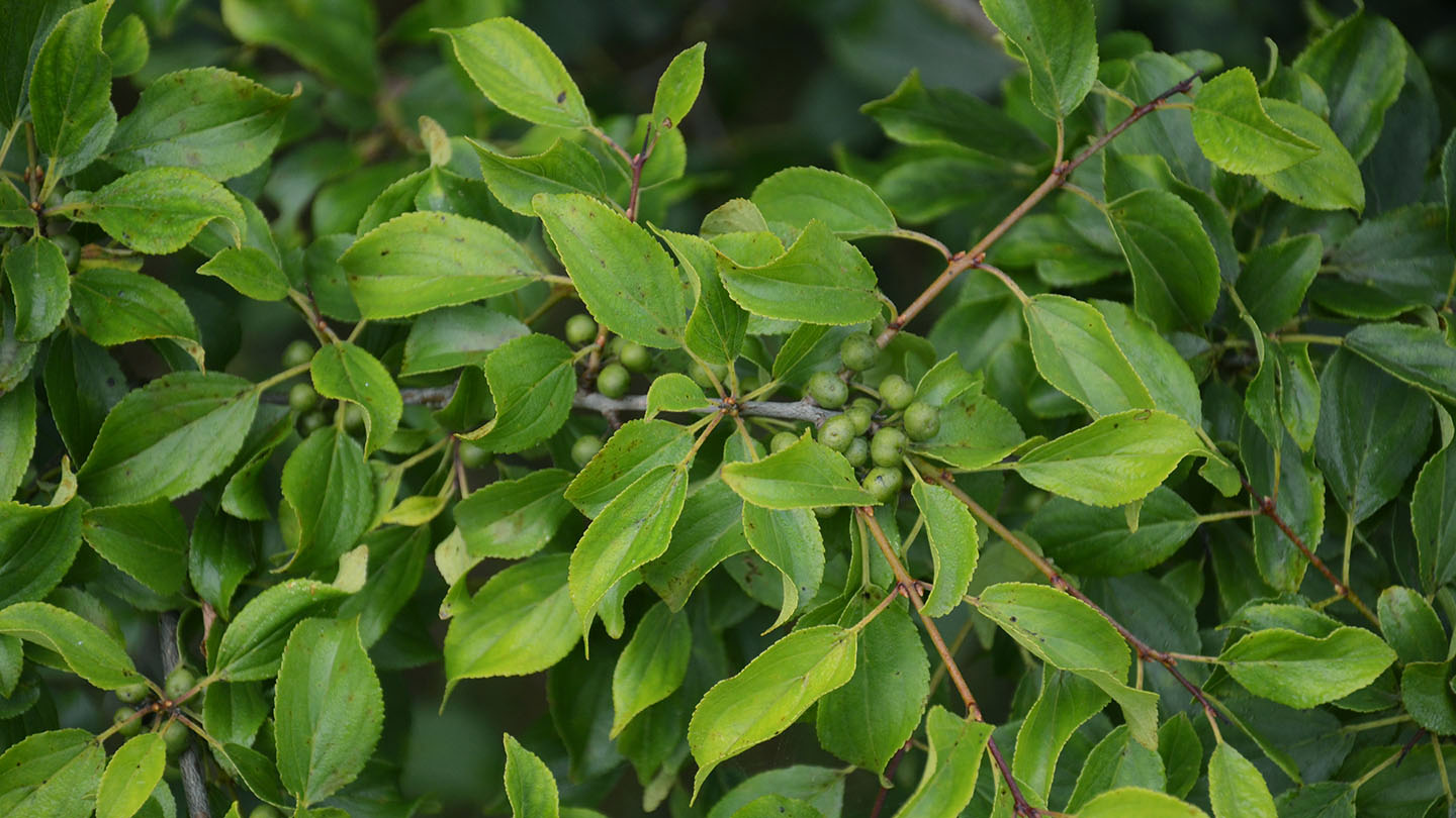 Purging Buckthorn (Rhamnus cathartica) - Woodland Trust