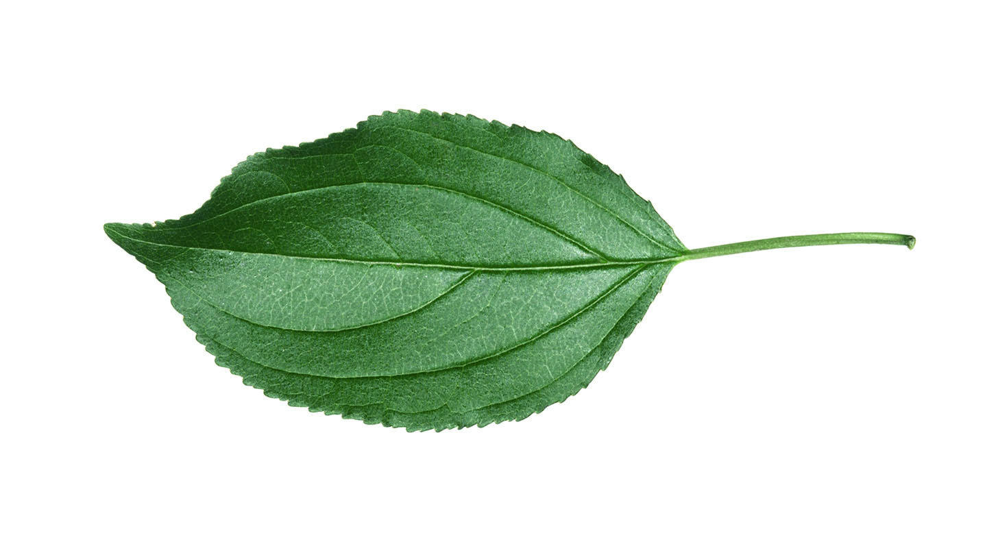 Purging Buckthorn (Rhamnus cathartica) - Woodland Trust