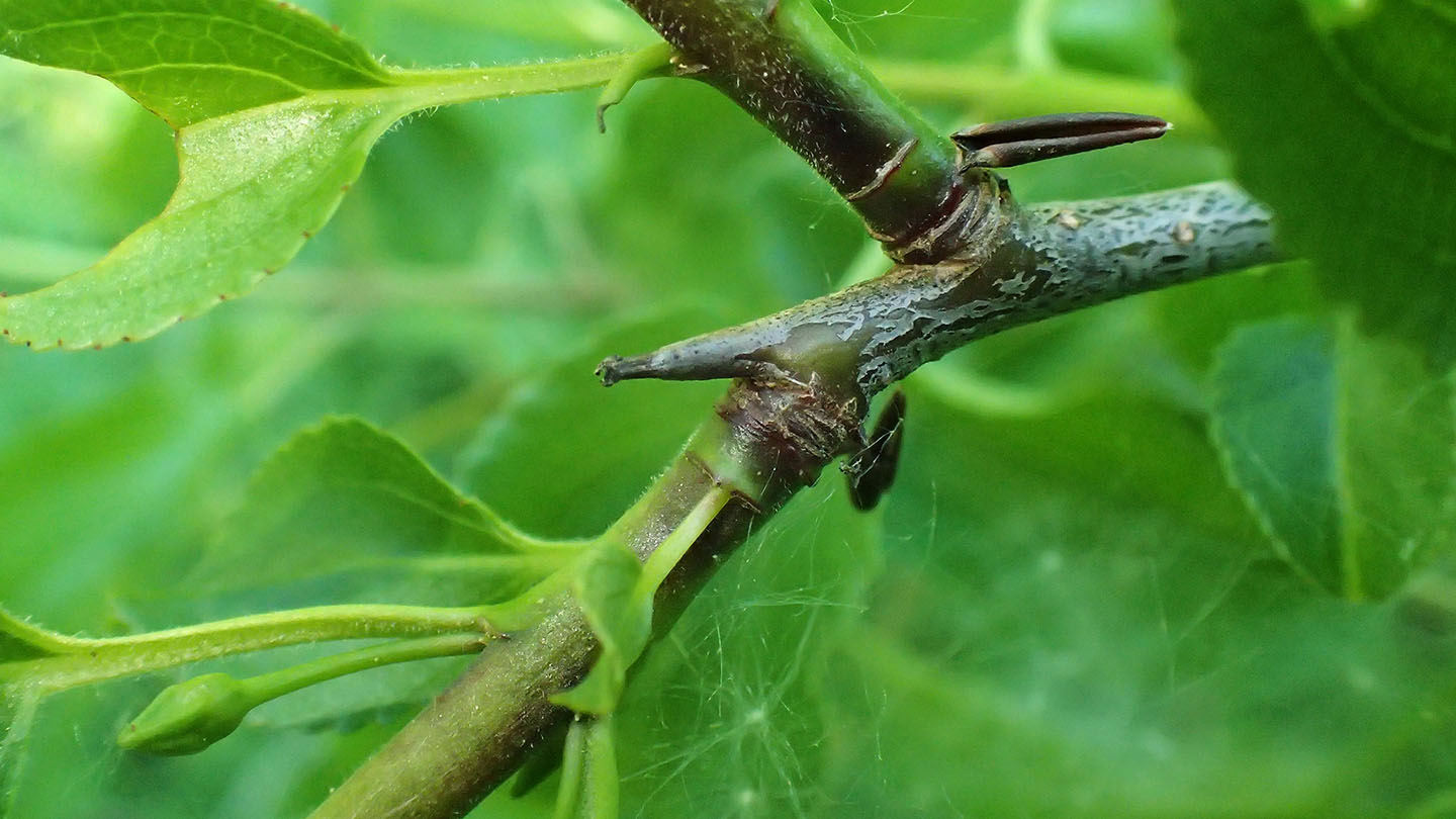 Purging Buckthorn (Rhamnus cathartica) - Woodland Trust