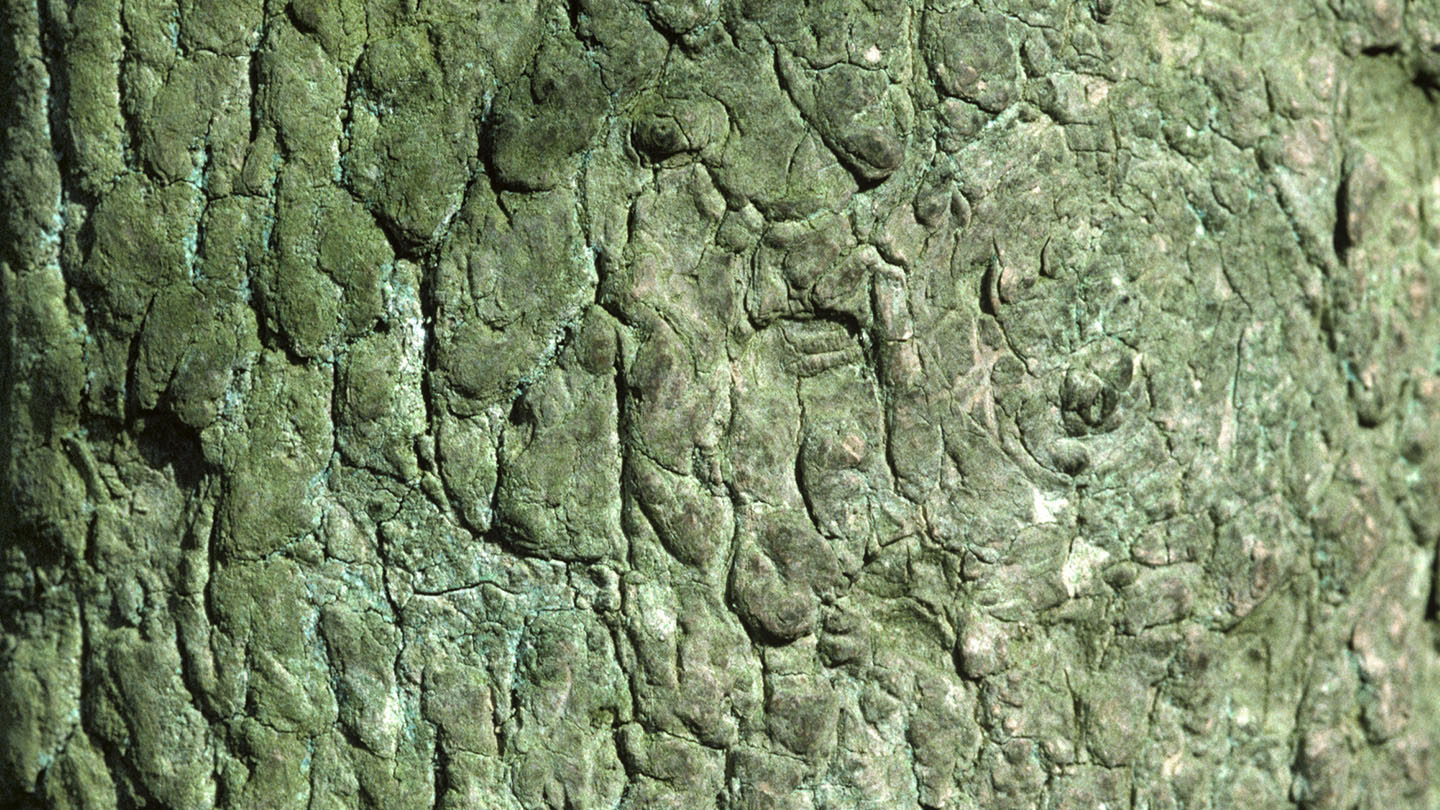 Common Box (Buxus sempervirens) - Woodland Trust