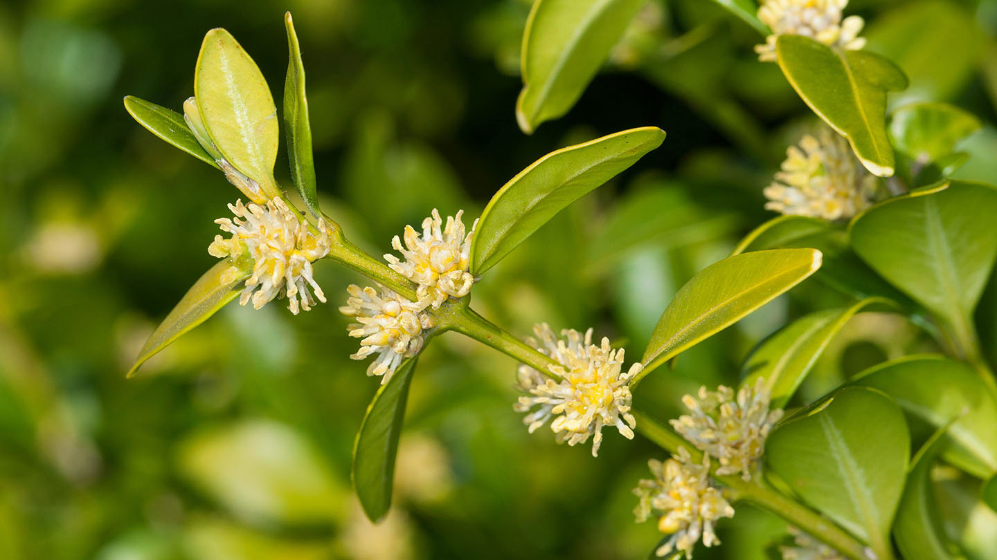 Common Box (Buxus sempervirens) - Woodland Trust