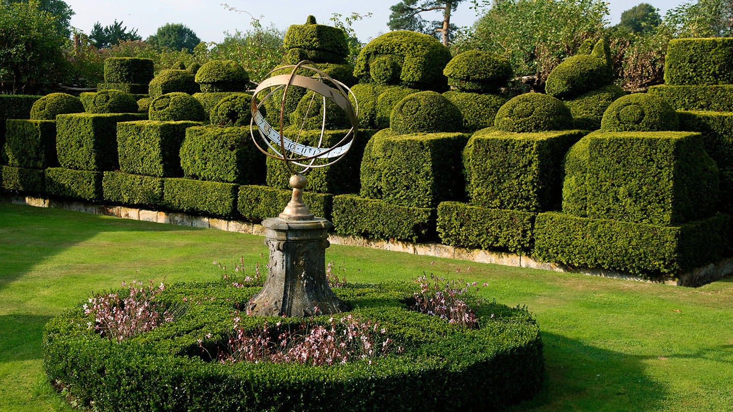 Common Box (Buxus sempervirens) - Woodland Trust