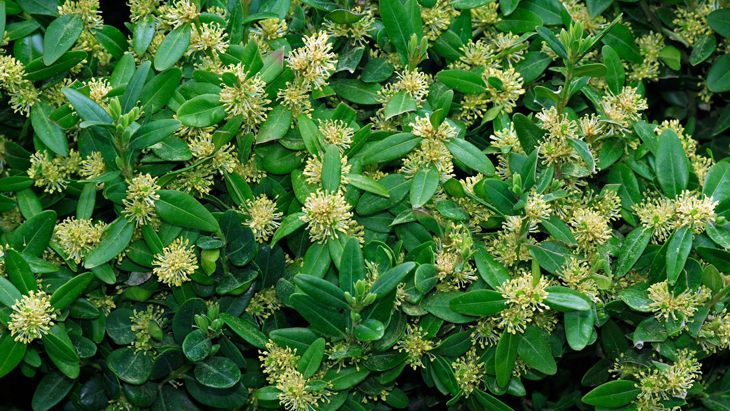Common Box (Buxus sempervirens) - Woodland Trust