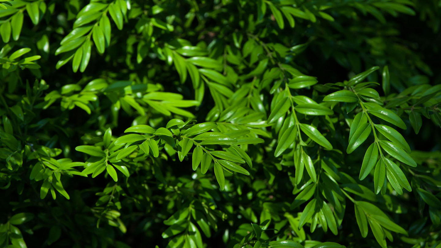 Common Box (Buxus sempervirens) - Woodland Trust