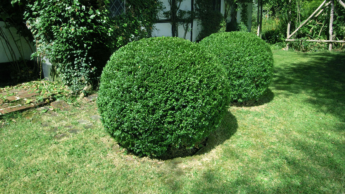 Common Box (Buxus sempervirens) - Woodland Trust
